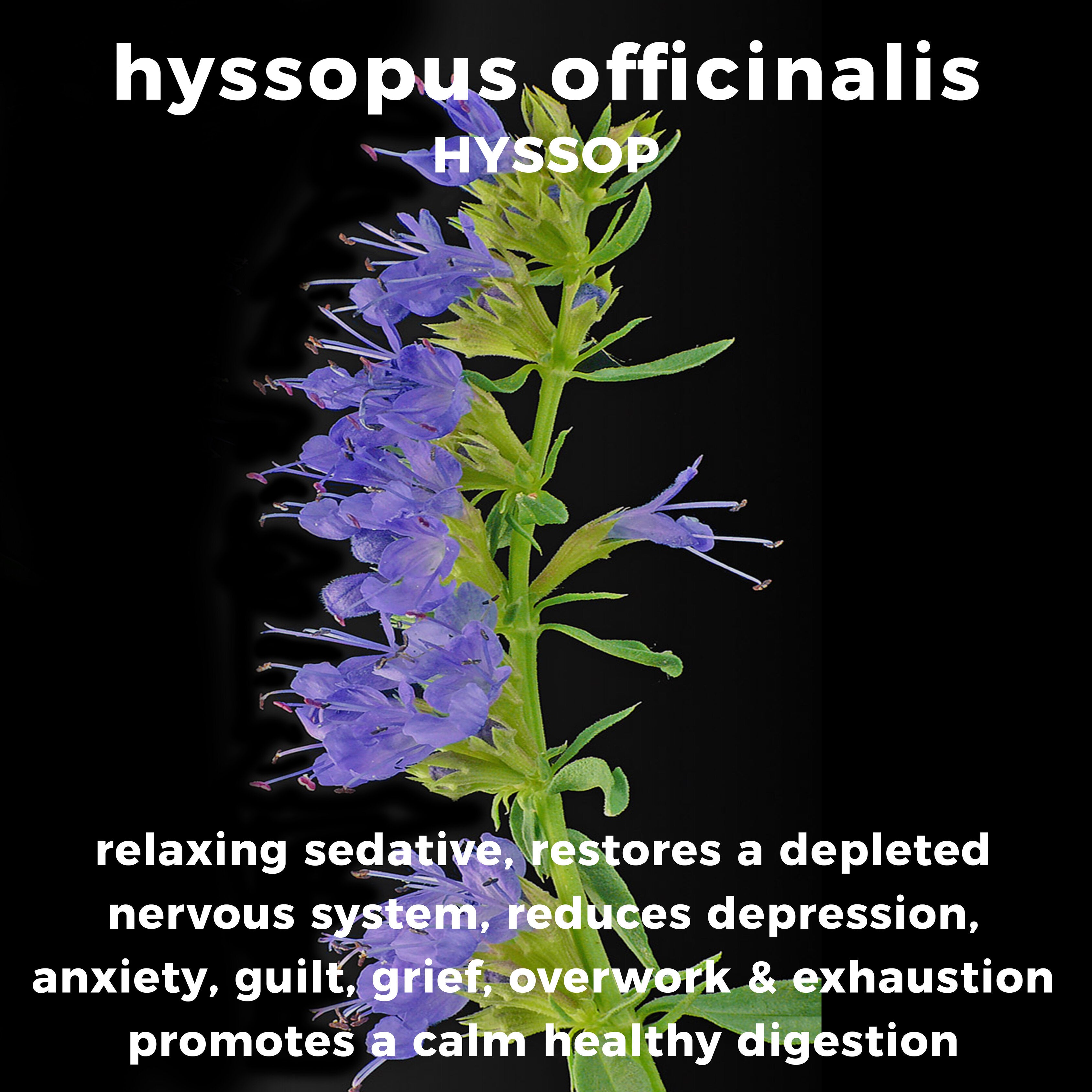 HYSSOP – SurviveWell